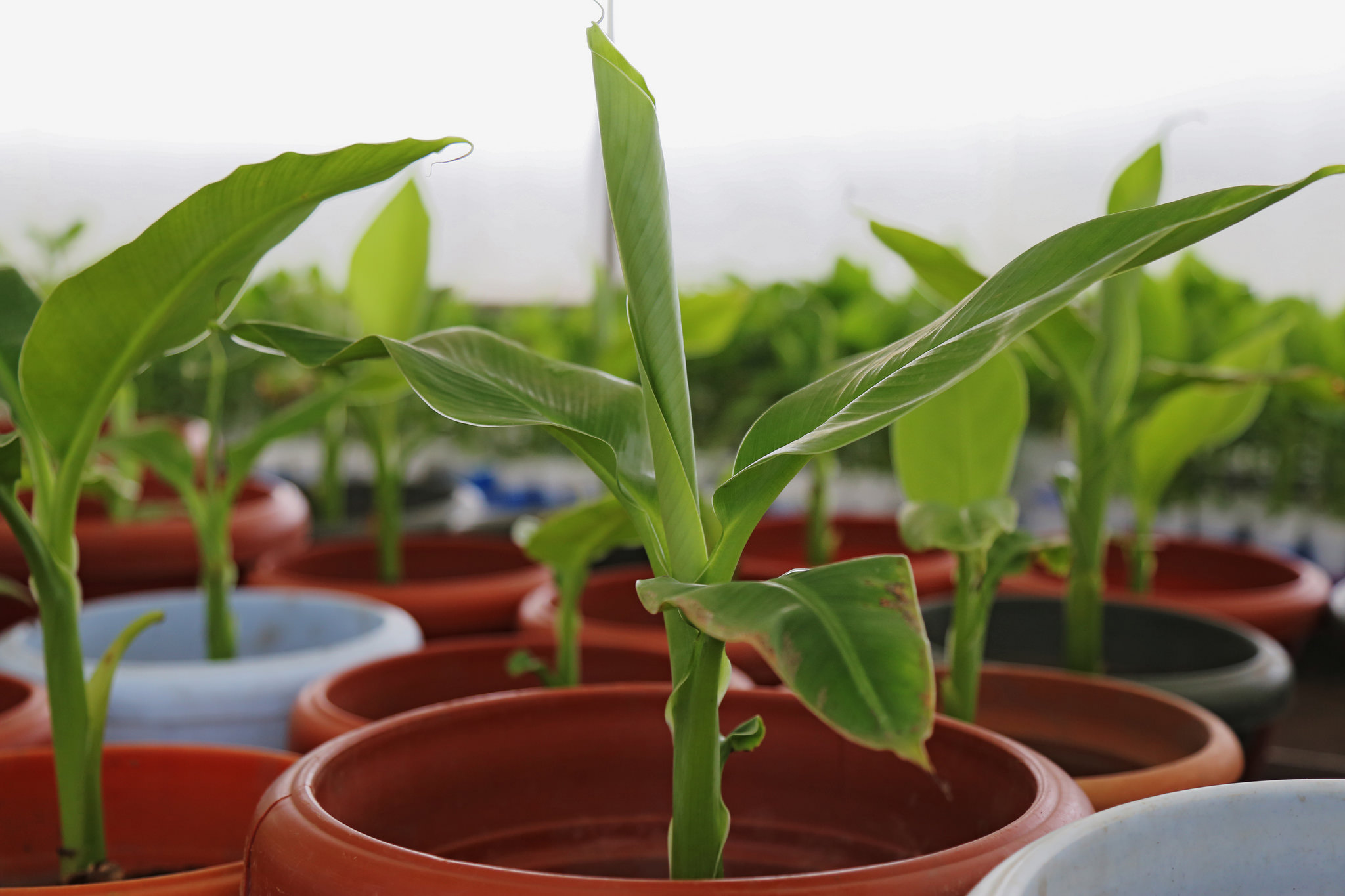 Ag Biotech - Alliance for Science