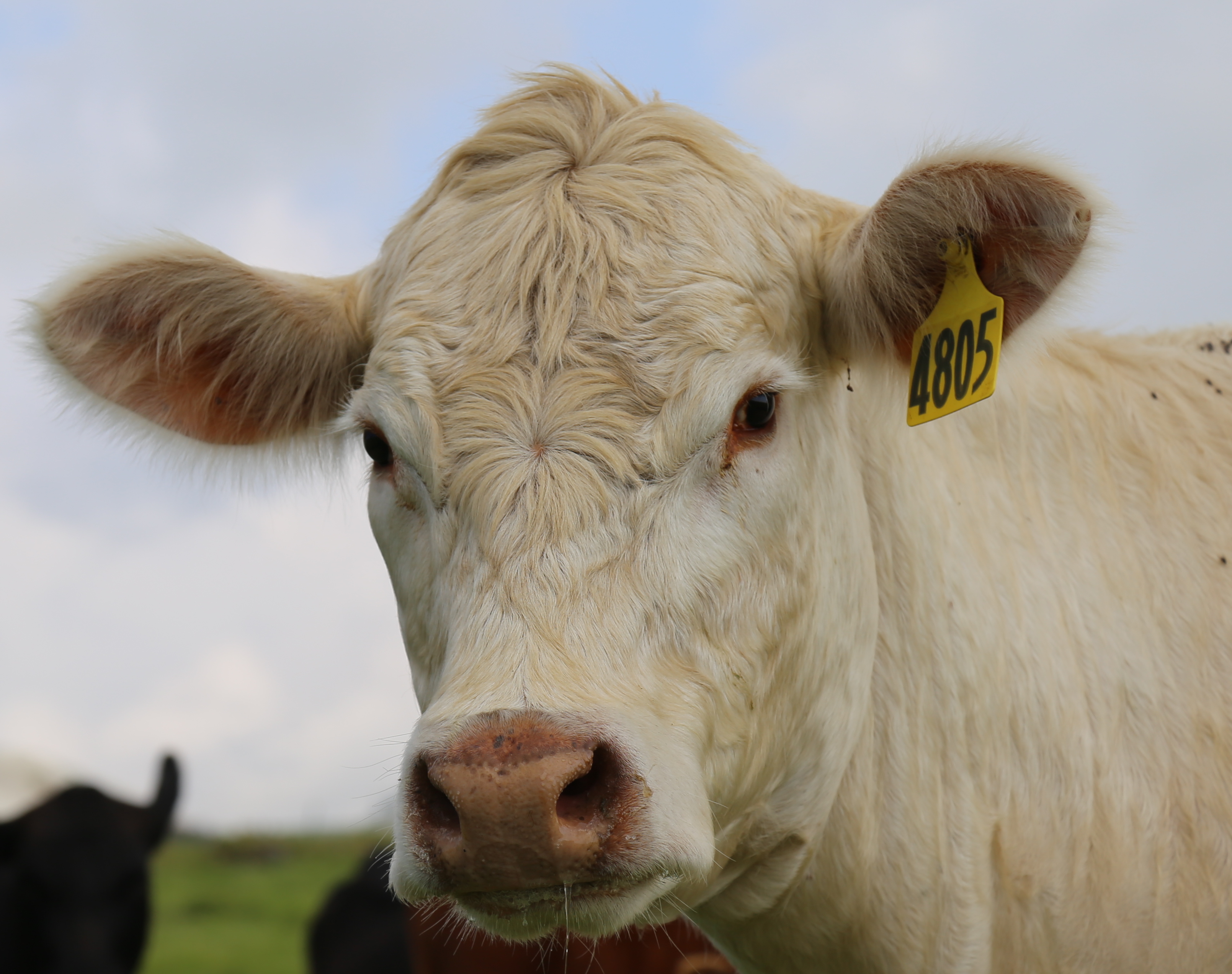 Is feedlot beef better for the environment? - Alliance for Science