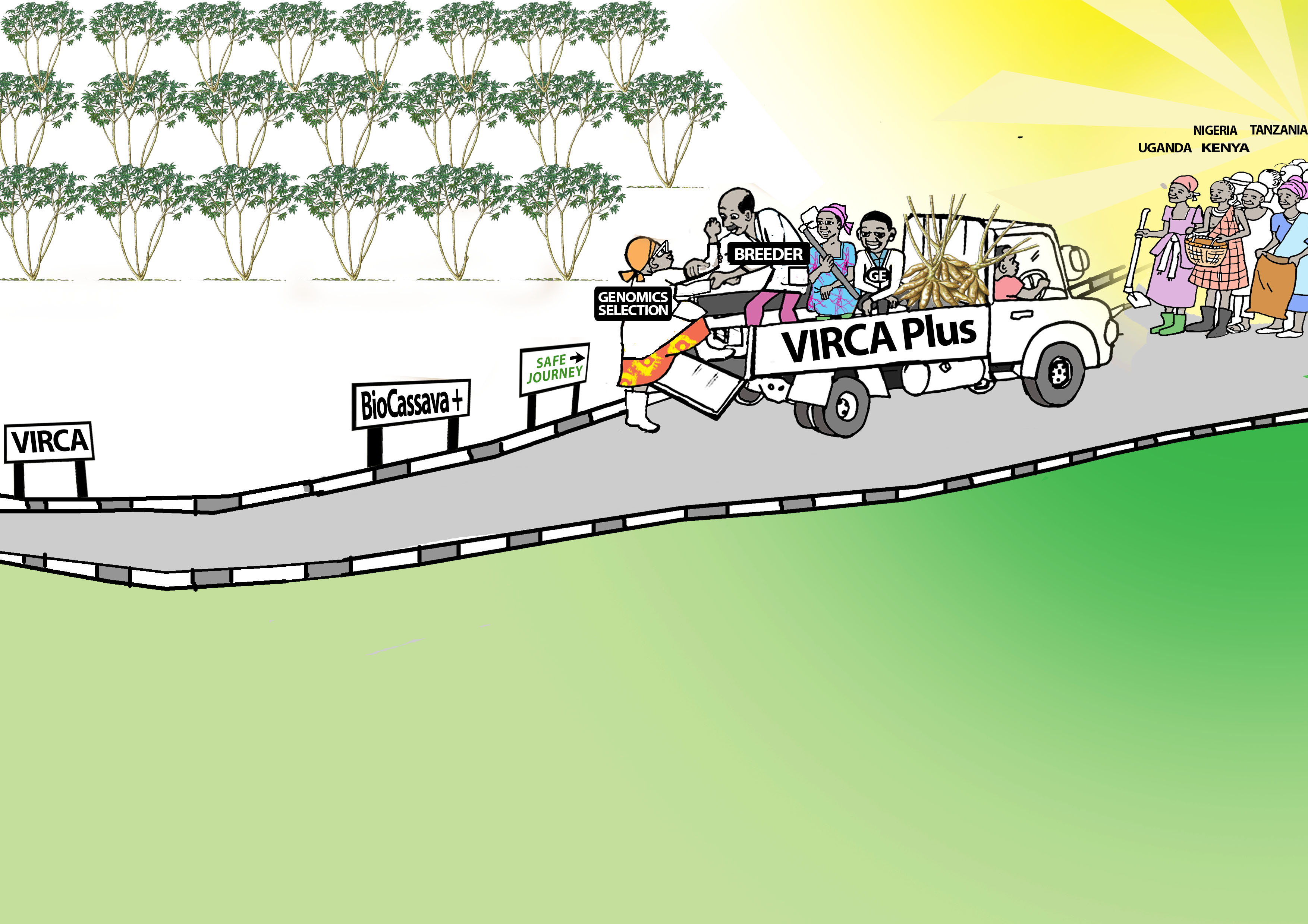 VIRCA Plus relies on community values to develop disease-resistant GMO ...