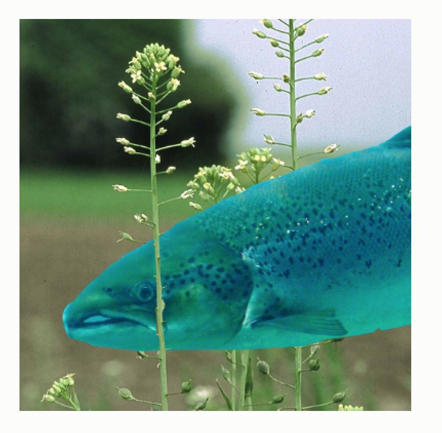 British Scientists Develop GE Plant That Could Make Fish Farming More ...