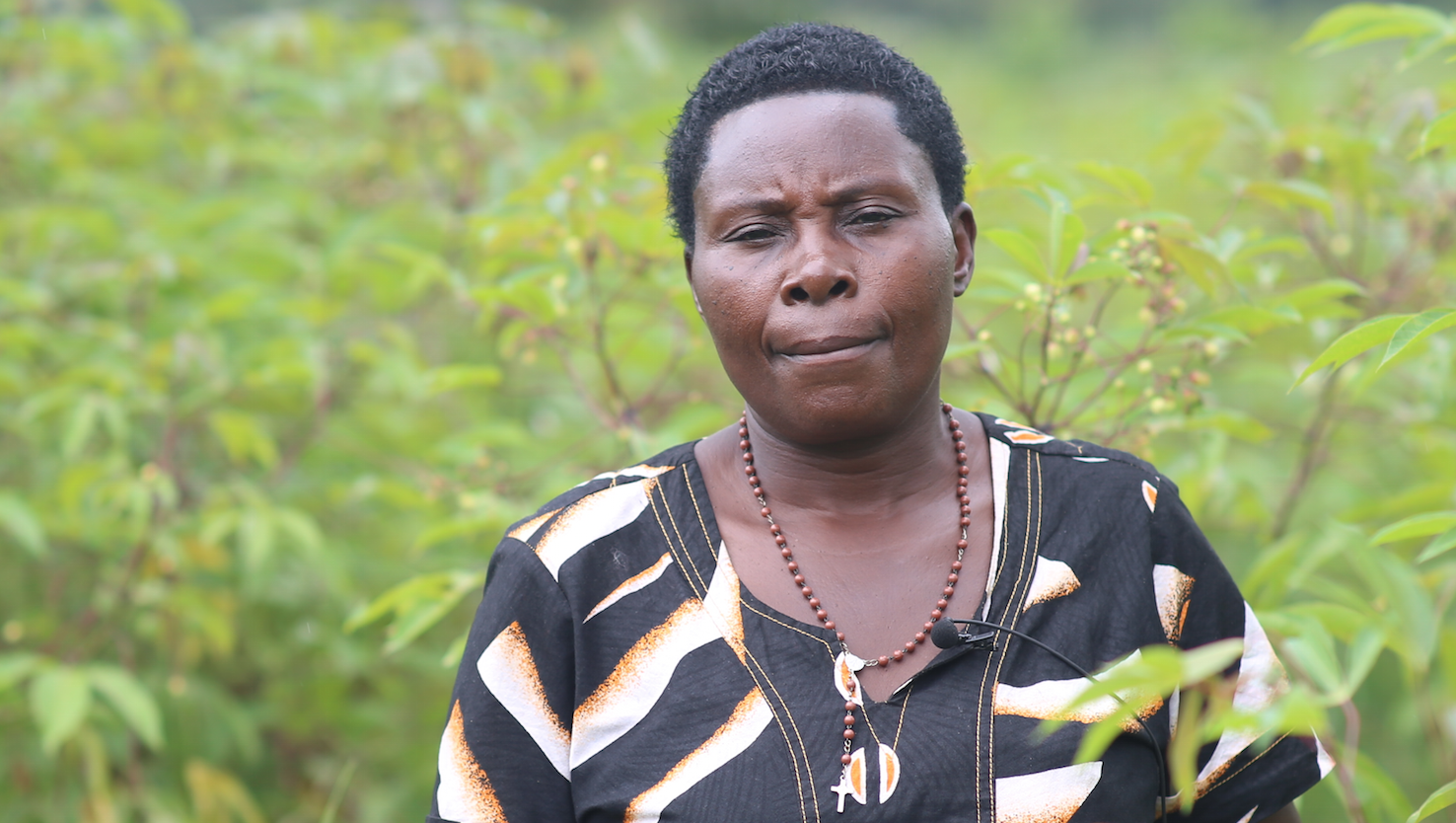 How the Rainbow Papaya Story Brings Hope for World Farmers - Alliance ...