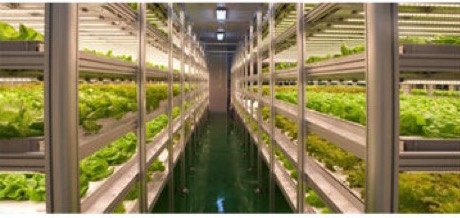 Plant Factory: A food security success story from a Canadian First ...