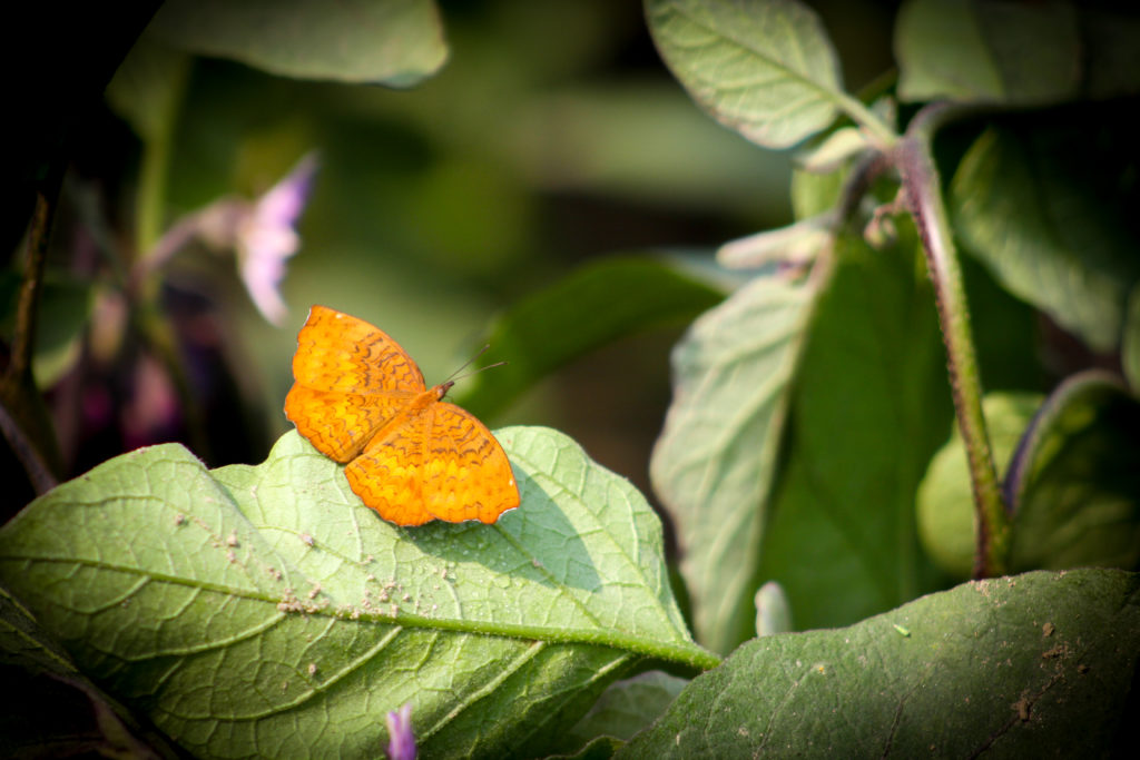 Climate change to accelerate crop losses from insects - Alliance for ...