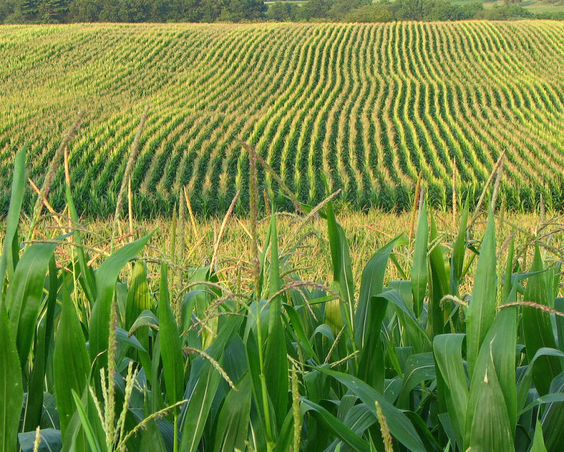Study: GMO crops could help offset climate change impacts - Alliance ...