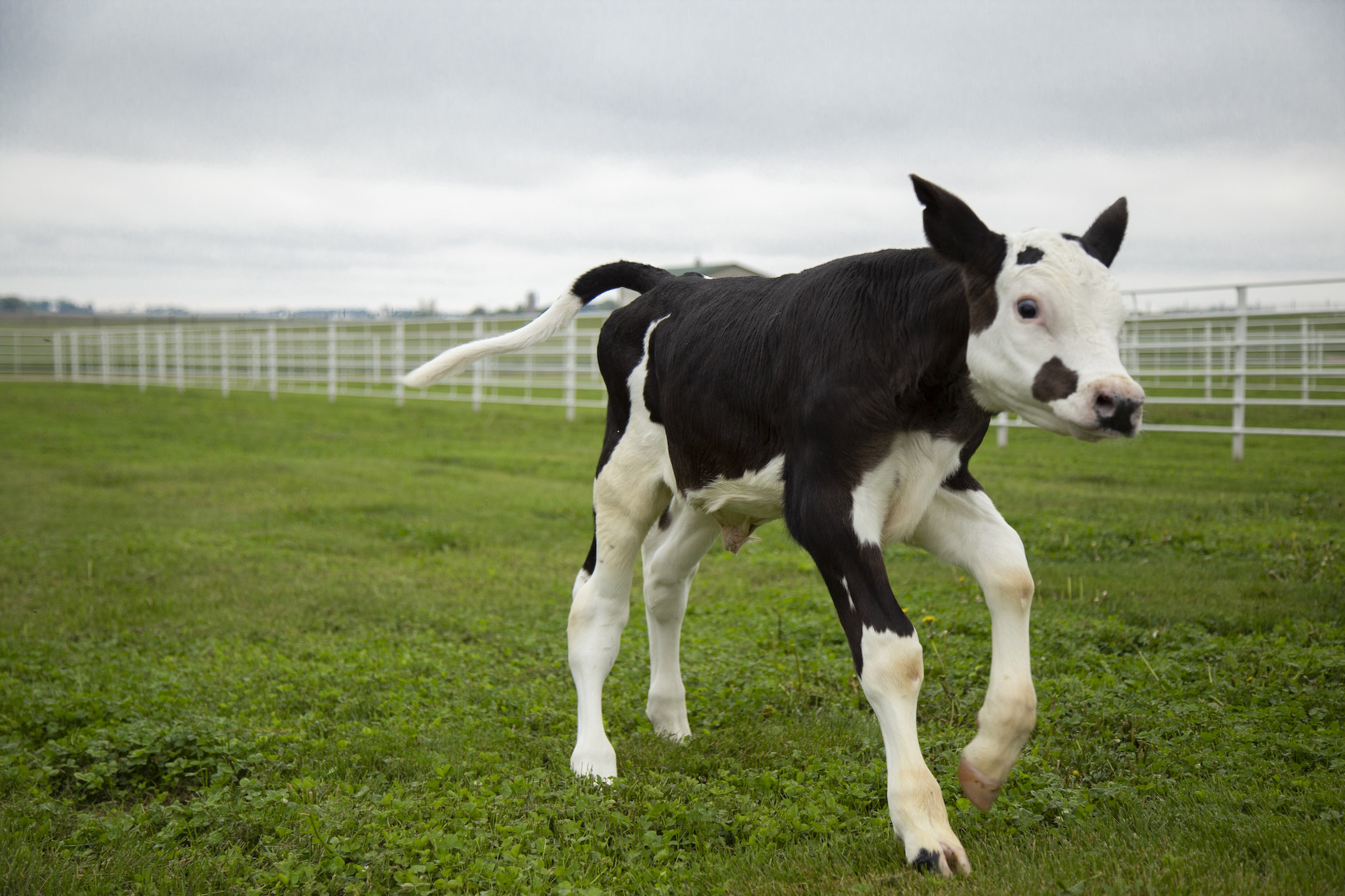 Is a gene-edited animal a drug? - Alliance for Science