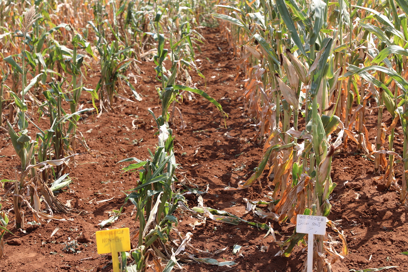 Can TELA maize solve the acute food shortages in sub-Saharan Africa ...