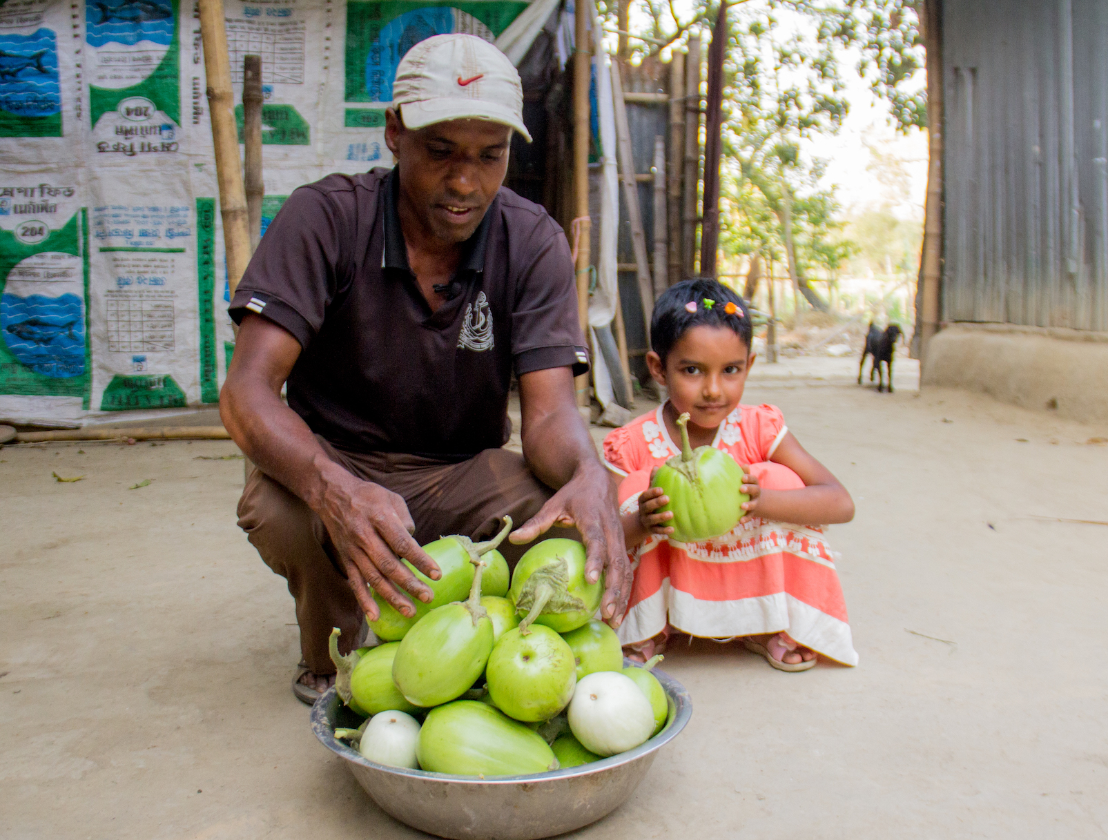 Study: Bt eggplant wins market and farmer acceptance in Bangladesh ...