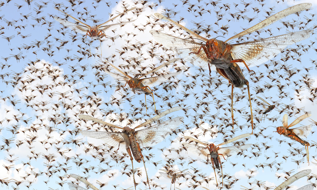 An argument for gene drive technology to genetically control insects ...