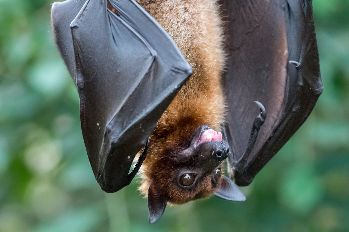 Here's how scientists know the coronavirus came from bats and wasn't ...