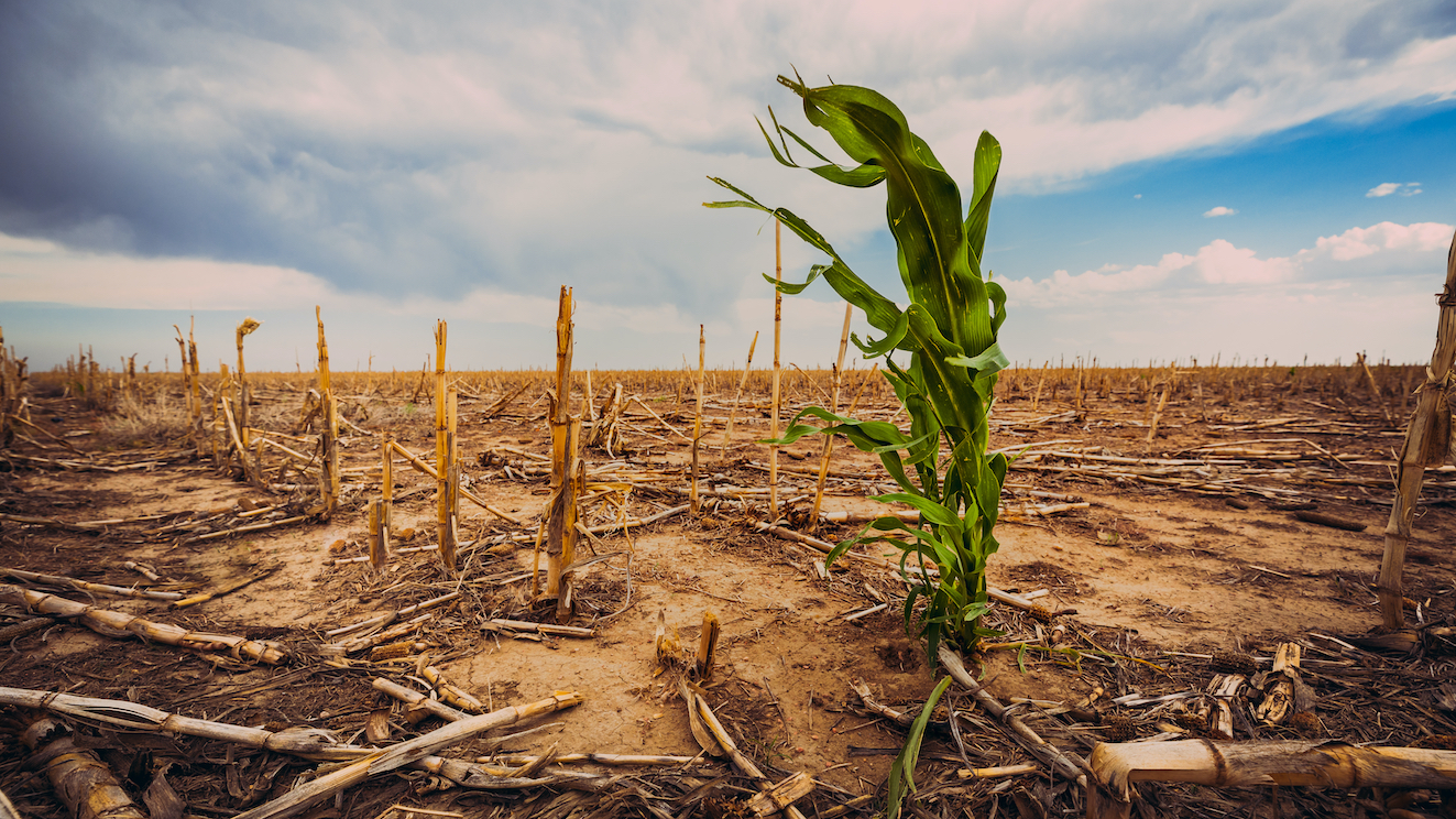 Global Crop Yields Projected To Drop As Temperatures Rise New Study 