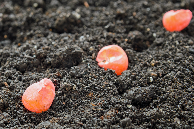 New law gives Ghana's plant researchers incentive to develop new ...