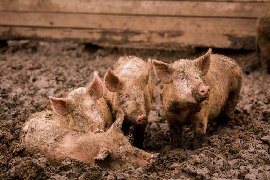 CRISPR offers hope for controlling African swine fever - Alliance for ...
