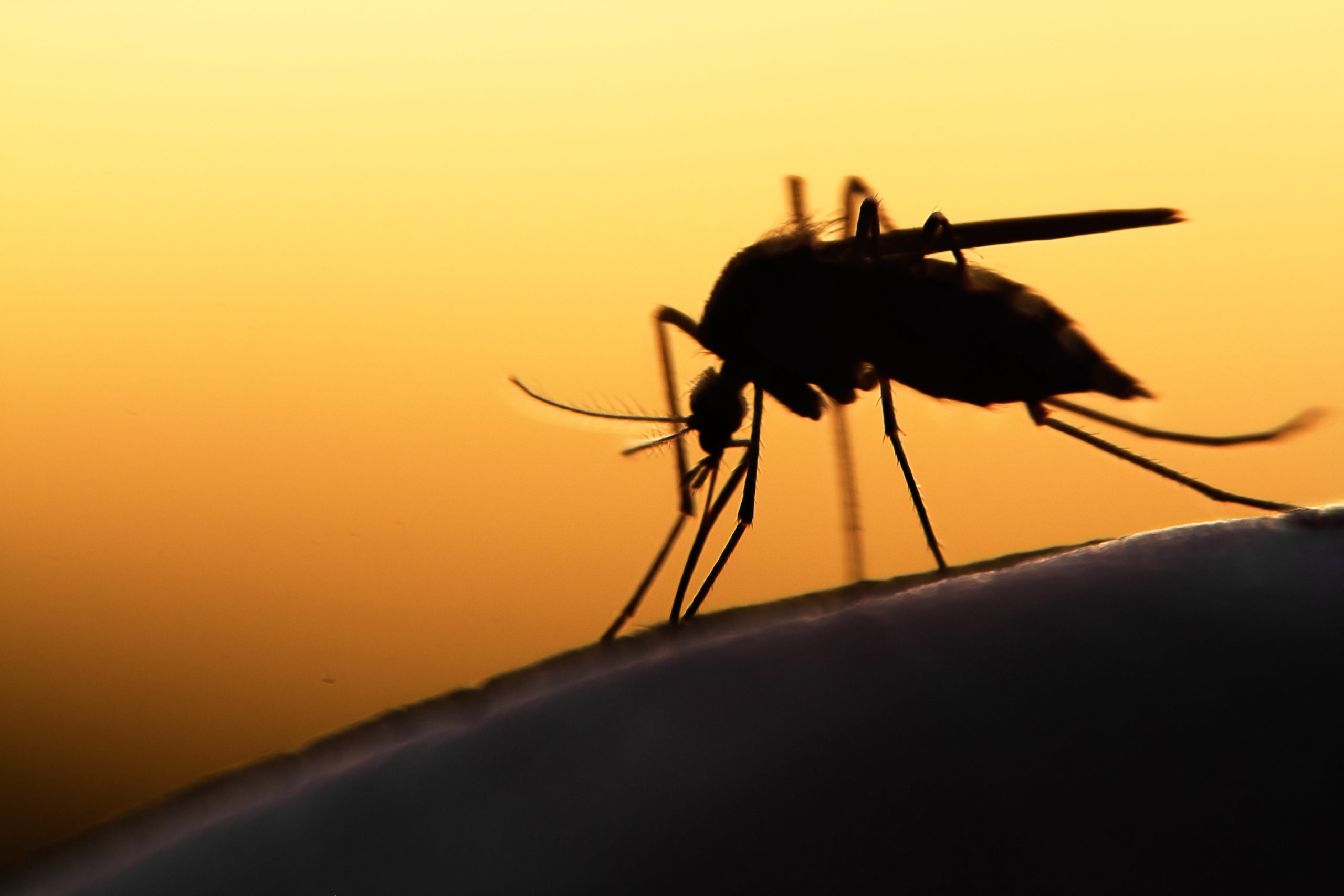Progress made in fight against malaria but Africa still has highest ... Progress made in fight against malaria but Africa still has highest ...