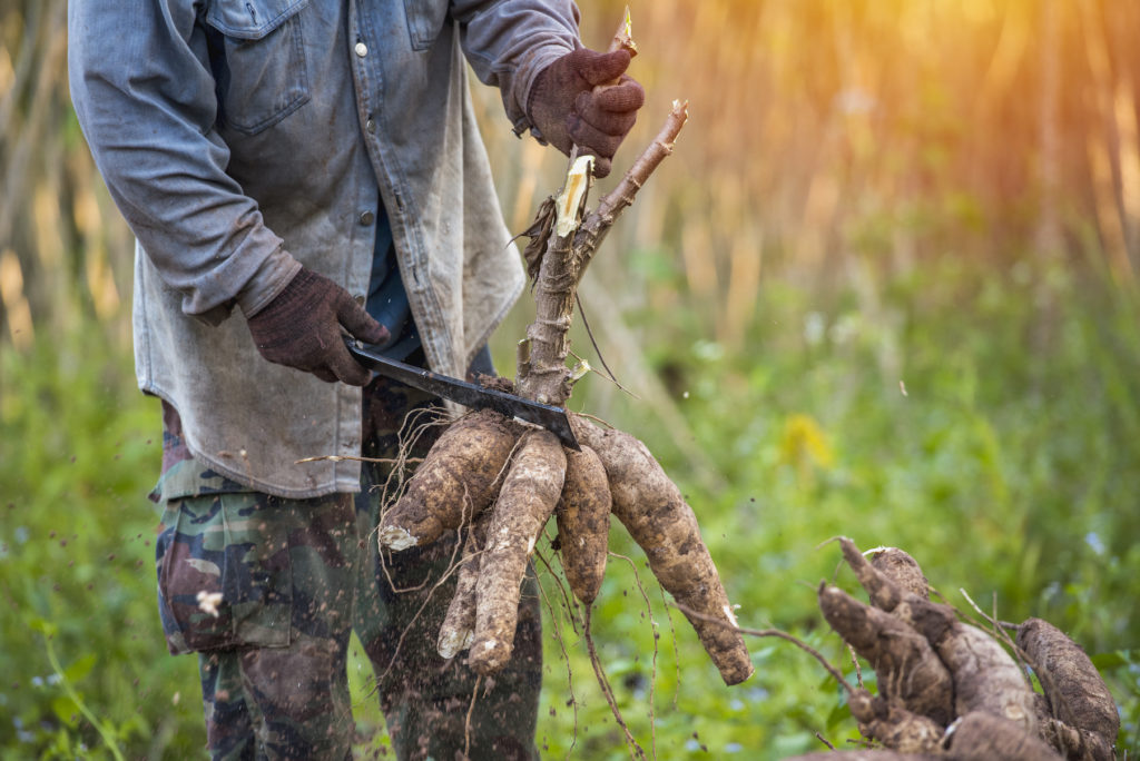 Kenya approves disease-resistant GMO cassava - Alliance for Science