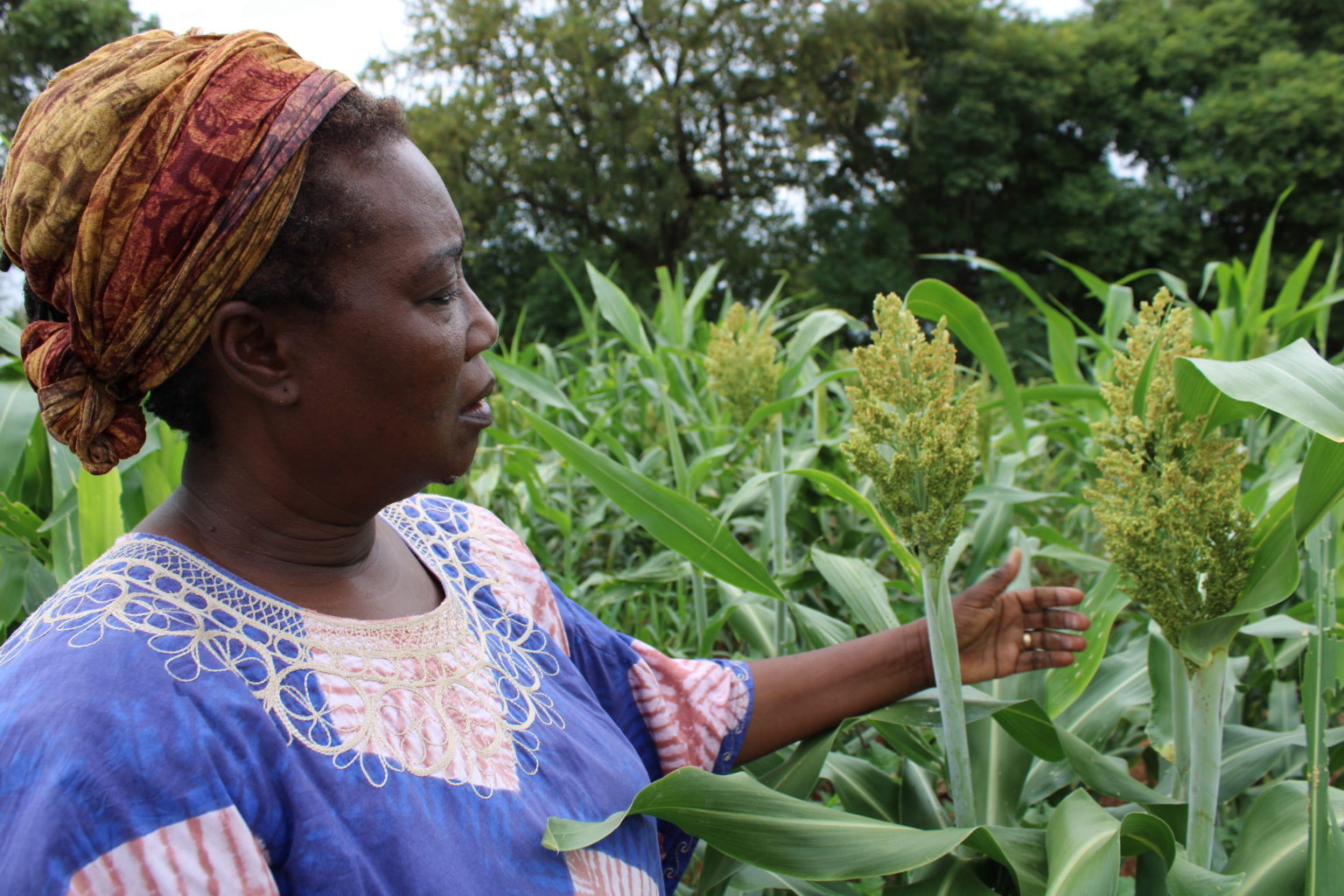 Zimbabwe smallholder farmers struggle to match climate science with ...