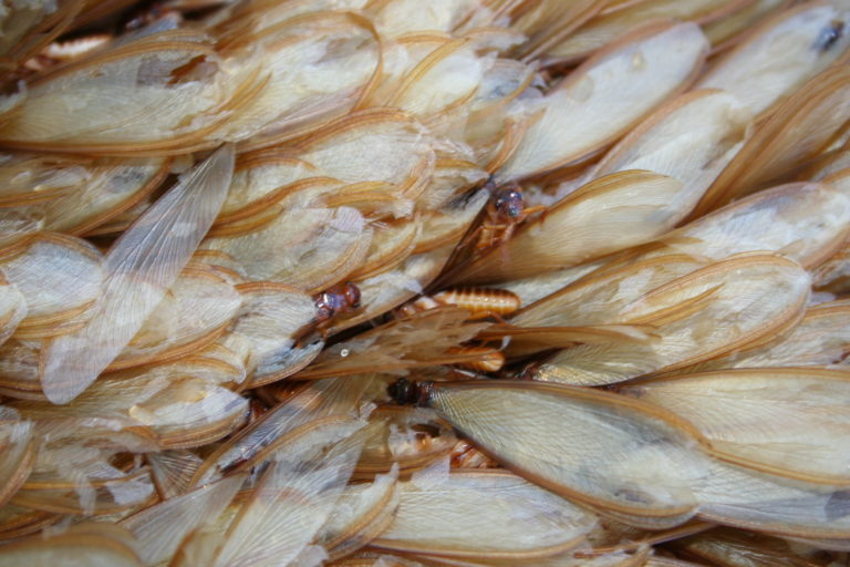 Insects: The sustainable future of food and feed? - Alliance for Science