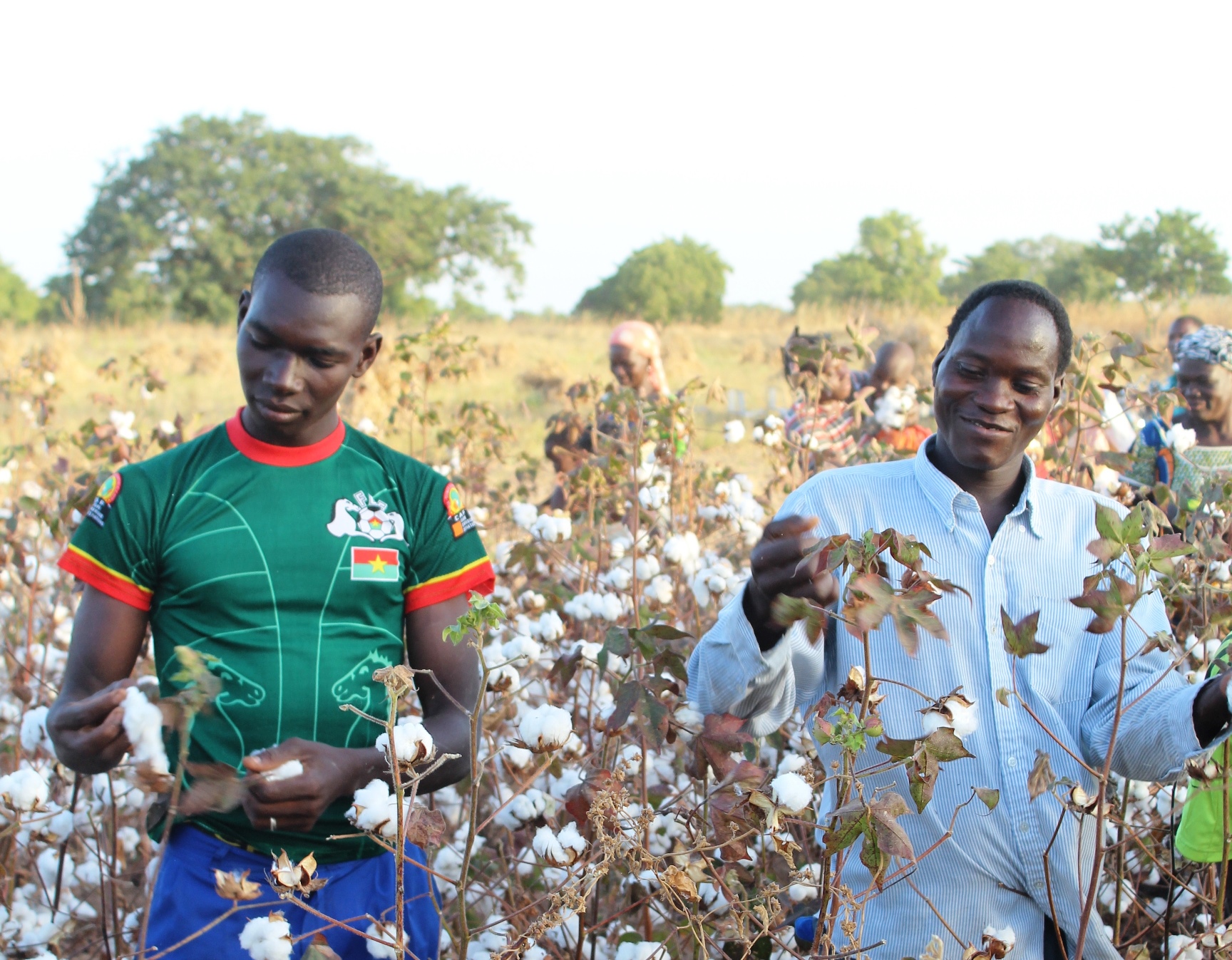 GMO crops have reduced pesticide poisoning among farmers, report finds ...