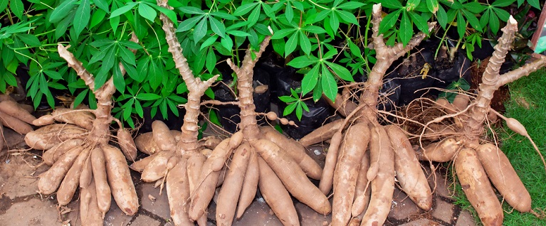 Crispr Tackles Deadly Cassava Mosaic Virus Disease Alliance For Science