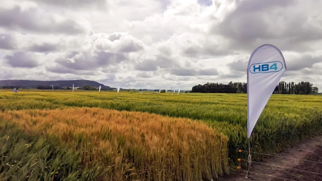 Latin America: a biotech laboratory and world champion in GMOs and gene ...