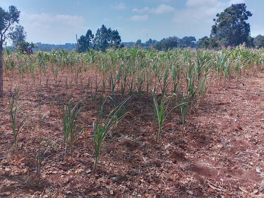 Climate change: Sub-Saharan Africa countries suffer as agricultural ...