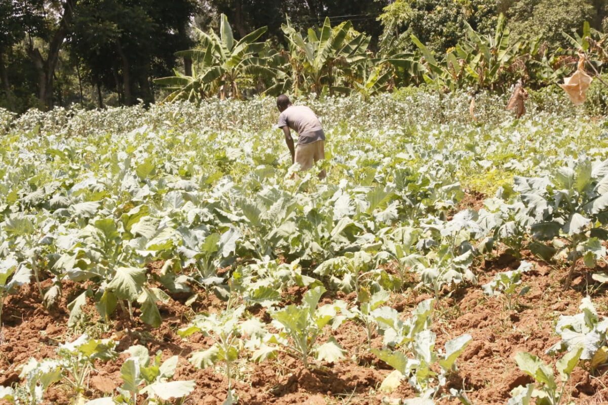 Kenya's smallholder farmers embrace soil science to cope with the ...