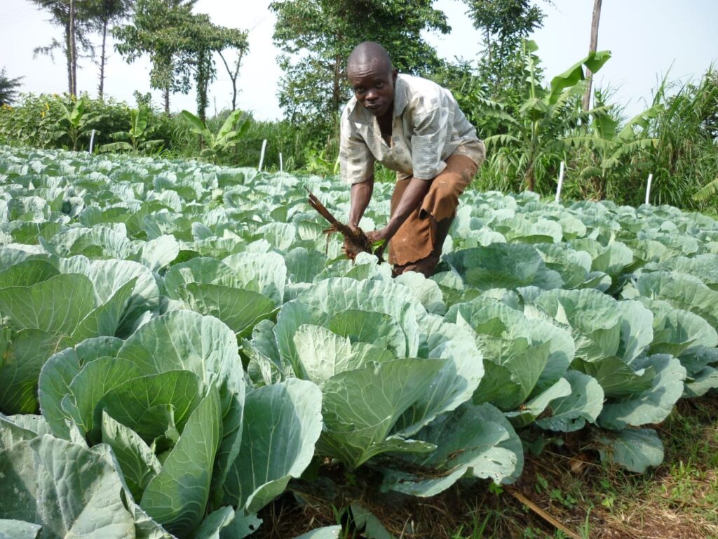 Information technology transforms the way Kenyan farmers manage crops ...