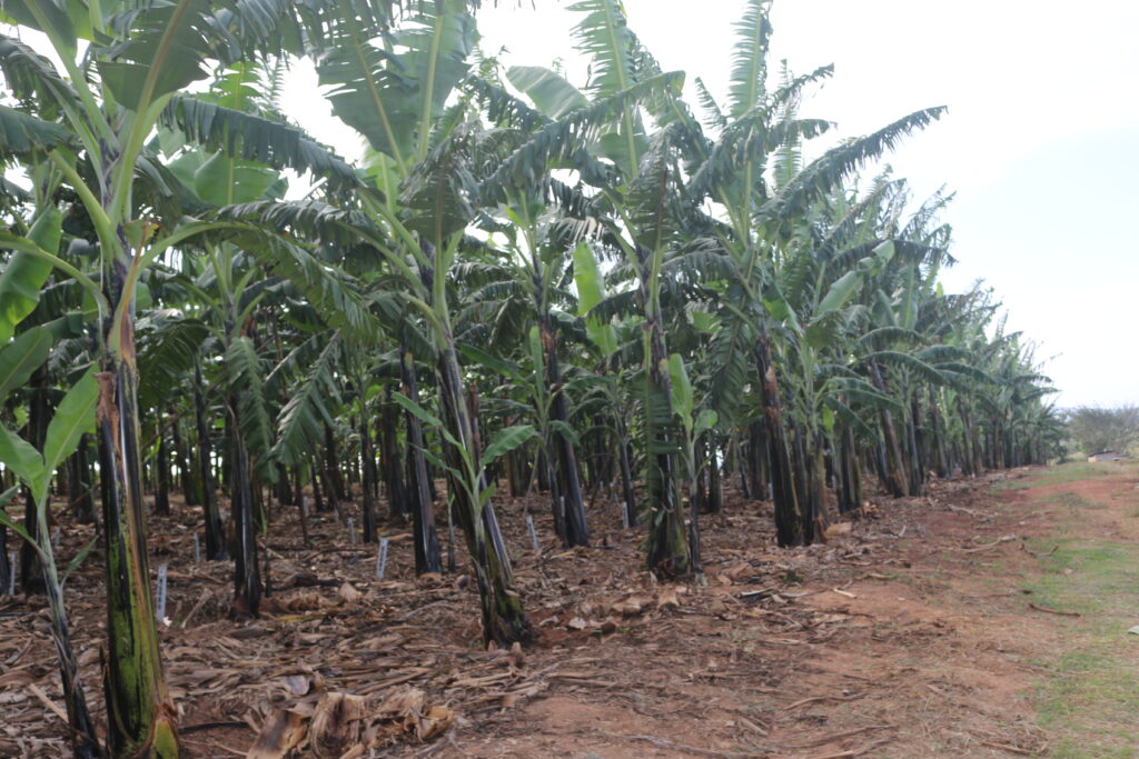 Scientists say East Africa's farmers need improved seeds to counter ...