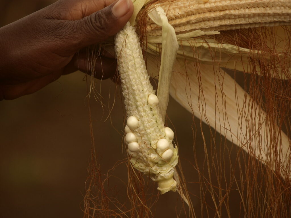 Fact check: Kenyan politician makes false claims about genetically ...