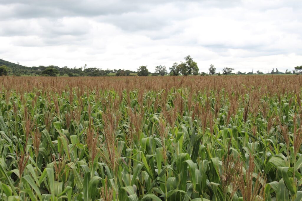 Paradox: Zimbabwe records bumper harvest, says will not import grains ...