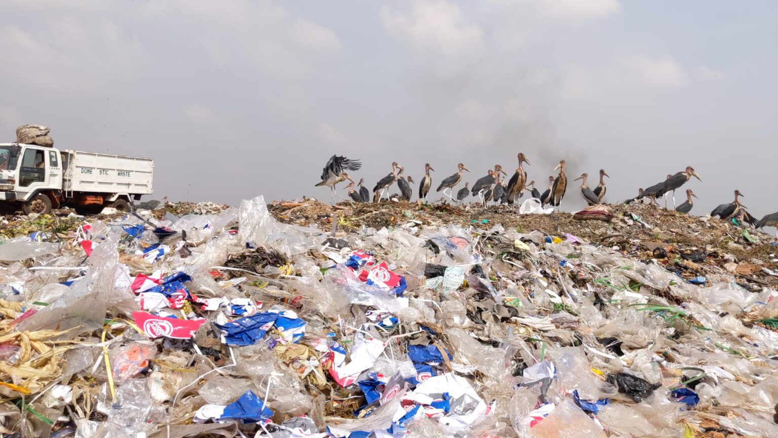 World Environment Day: Countries in sub-Saharan Africa need to work ...