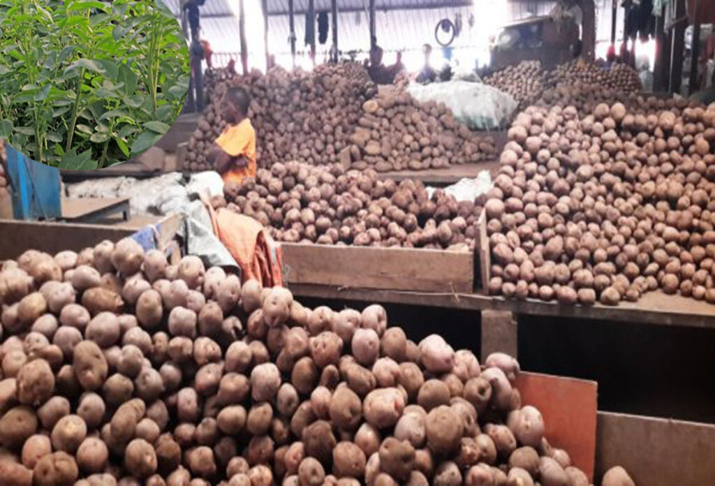 Rwanda farmers ready for genetically modified seeds but lack of ...